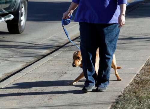 Swerving can be more dangerous than hitting an animal