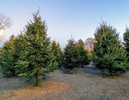 How to pick a Christmas tree