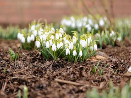 Spring bulbs are starting to pop up foliage, flowers