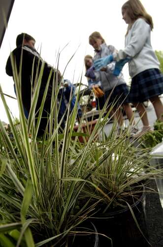 Plant positivity, learn how to grow a school or community garden