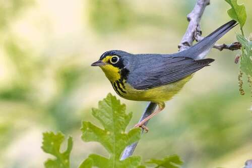 Record-breaking Big Years inspire birders to keep looking