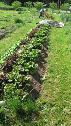 No planting space? Try community gardening