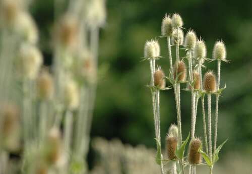 Teasel takes over where wildflowers grow