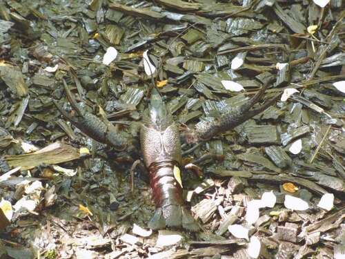 pincers crayfish function