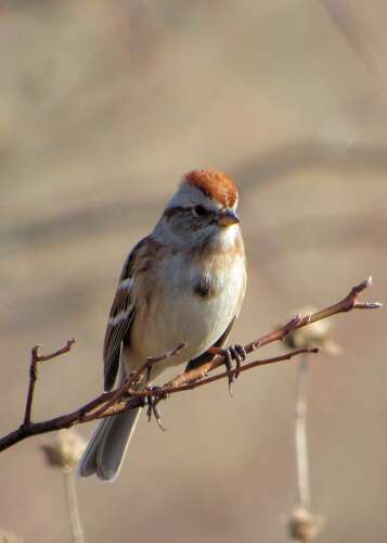 The ears of the birds