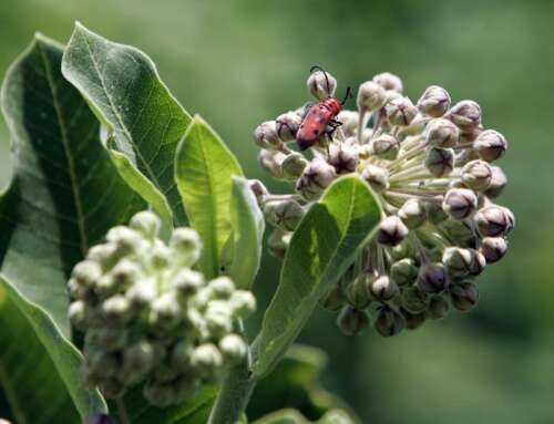 Nature program to explore ways to help native pollinators