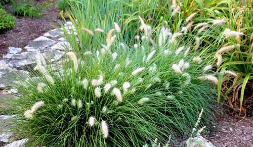 If your bushes look unruly, it's time for a trim