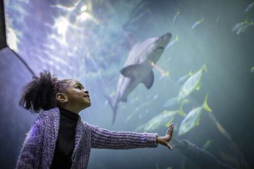 Things to do Jan. 9-15: Free days at Shedd, Women’s Jazz Fest, Chicago ...