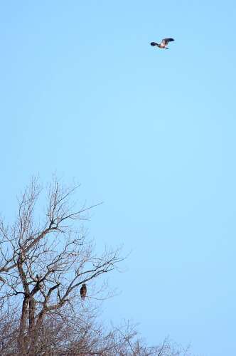 Eagles fly high over Fox River at ‘In Search of Eagles’