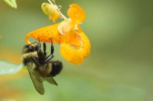 Constable: Citizen scientists research birds and bees