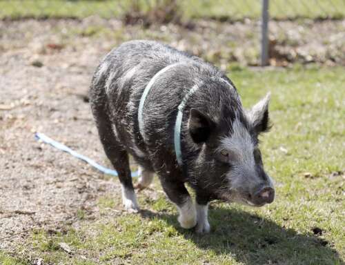 Meet Norbert, the skateboard-riding pig who really may have trained his ...