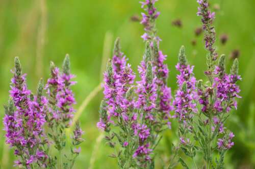 Invasive plants are a menace. Here’s how to avoid them in your garden.