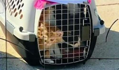Displaced dogs, cats arrive at DuPage Airport