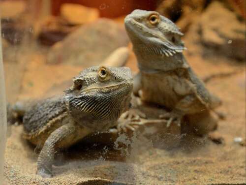 'Scary' pets best fit for some families