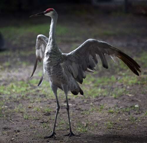 Cosley Zoo marks 50 years