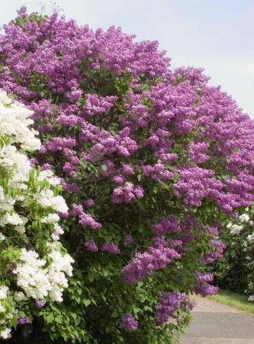 Lilac of the Week