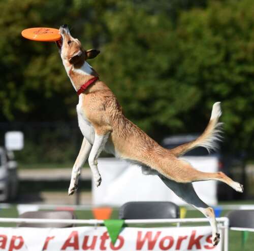 Dogs wow crowd at K-9 Frisbee World Championships