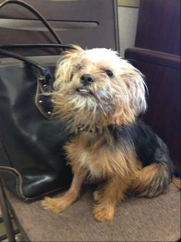 Abandoned Yorkie goes from Tragedy to Courage