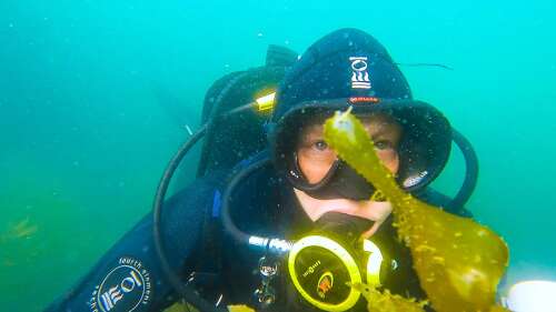 From piping plovers to giant kelp, environmental film fest dives deep ...