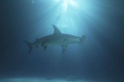 Massive makos, Queen Bosses and a baby angel shark on Discovery ‘Shark ...