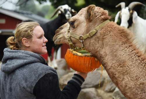 Festivals: Boo! at the Zoo, Danada Fall Fest, Haunted Forest, scarecrow ...