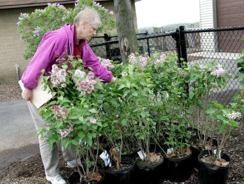 ‘President Lincoln’ among lilacs for sale in Lombard