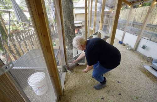 'It has to go somewhere else': Naperville chicken therapy nonprofit ...