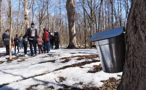 It's maple syrup time at the River Trail Nature Center in Northbrook