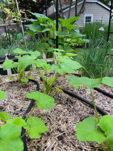 How to extend the growing season in your garden