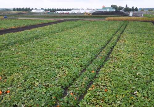 The great pumpkin state: When it comes to pumpkins, Illinois is No. 1