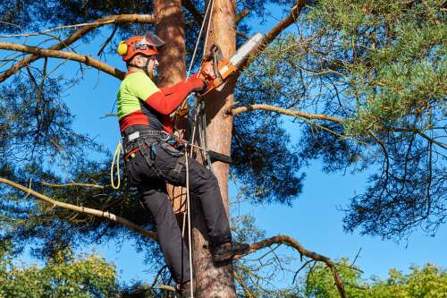 How to save money on tree work and still get good results