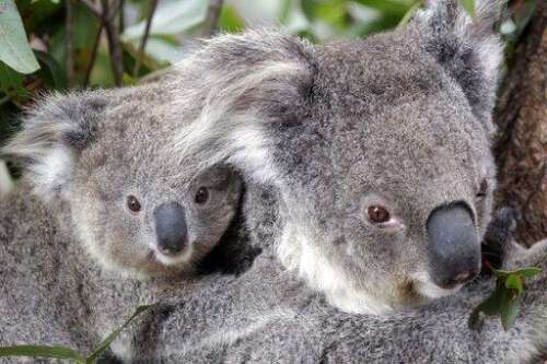 Hundreds of koalas feared dead in Australian wildfires
