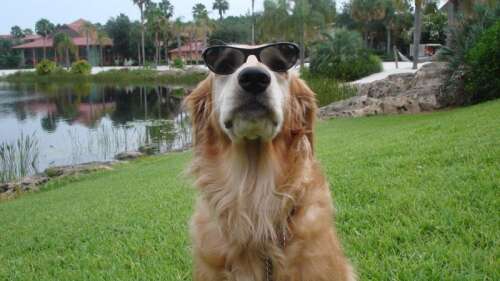 Images: Dandy the Dog