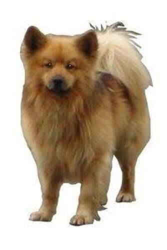 After 3 years as stray, Rusty finds home in people's hearts
