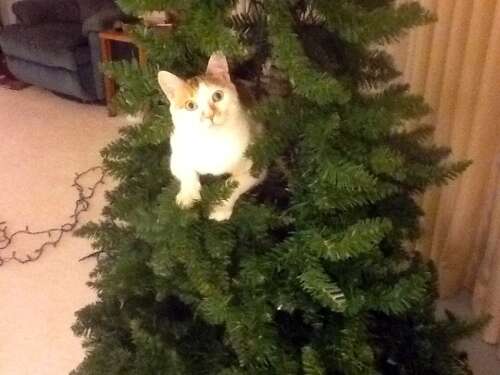 Grief & healing: 12-month Christmas tree makes me happy