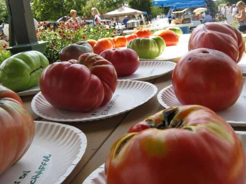Biggest tomato contest Aug. 19 in East Dundee
