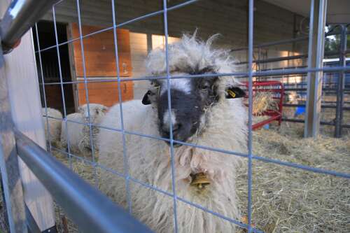 Barrington Hills couple faces uphill battle to keep flower farm open to ...