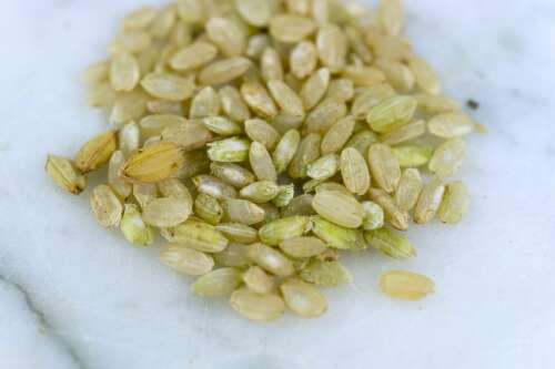 Want to grow your own rice? A step-by-step guide for adventurous gardeners