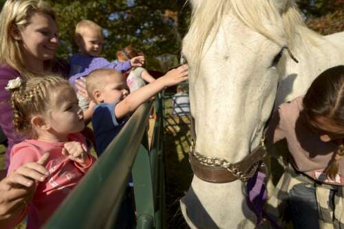 Arabian horses newest feature at Danada Fall Festival