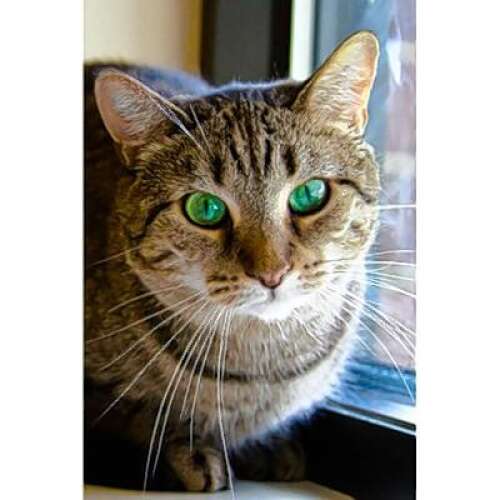 How to help your cat during storms, fireworks