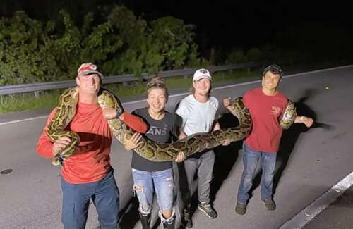 Arlington Heights man helps capture 19-foot Burmese python - a Florida ...