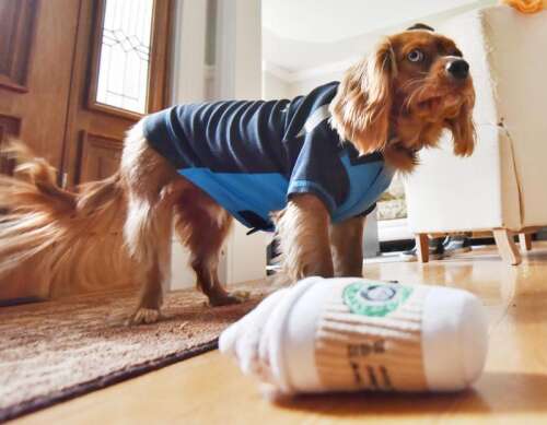 Is that a doggy Amazon uniform? 'Superfan' Mr. Baloo in Addison gets ...