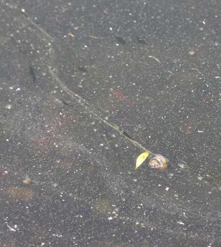 Heat likely the cause of hundreds of dead fish at Lombard Lagoon