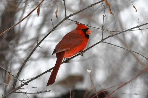 Northern cardinal was named Illinois' state bird in 1929