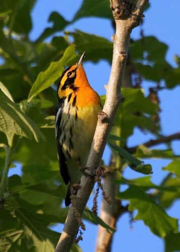 Warblers find their niche by controlling insects