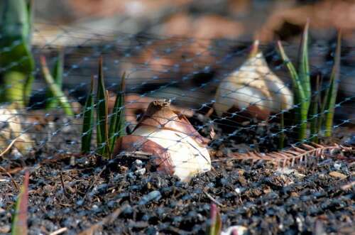 You should be seeing foliage from bulbs popping out of the ground