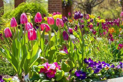 Cool-season annuals to add to your spring flower beds
