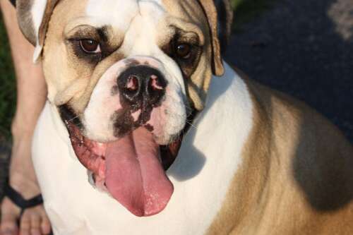 After eliminating vehicle stickers, Palatine might dump pet license ...