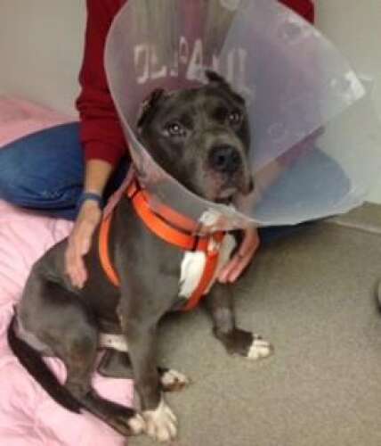 Volunteers work to save sick pit bull from being destroyed