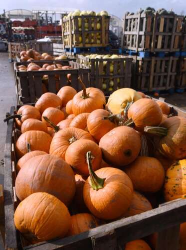 The great pumpkin state: When it comes to pumpkins, Illinois is No. 1